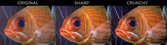 Detail Oriented - Getting Tack Sharp Images in Post with the Detail ...