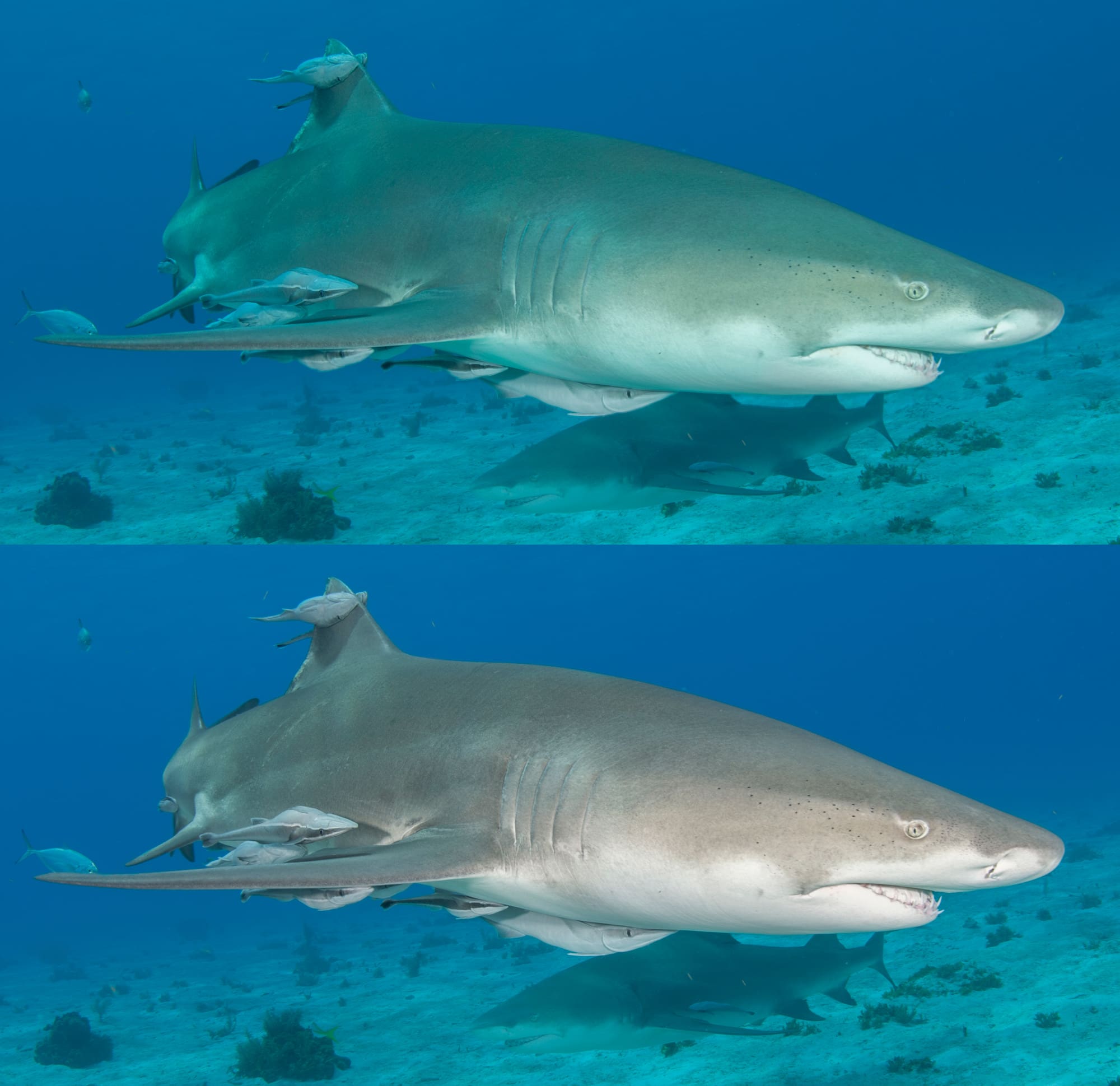 Keep Sharks Looking Sharp in Post - Go Ask Erin