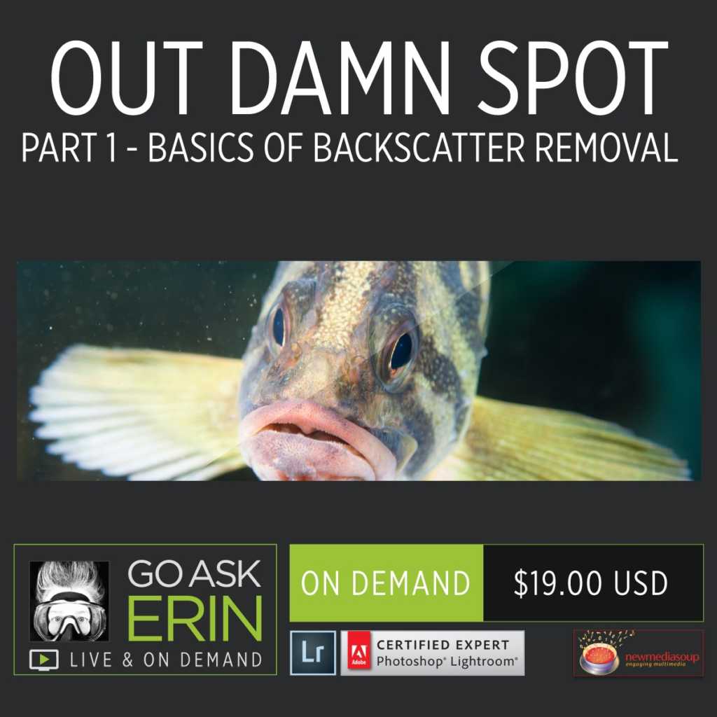 Out Damn Spot! - Go Ask Erin
