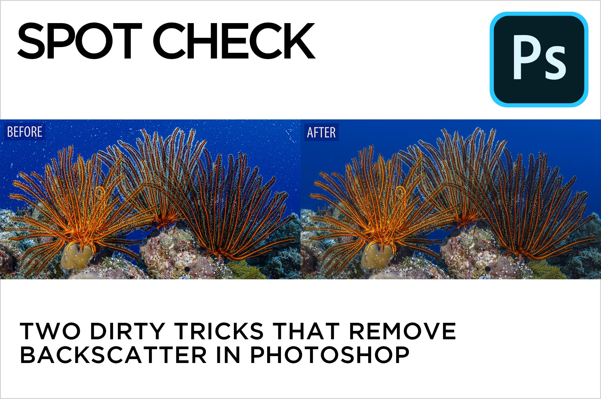 Spot Check - Go Ask Erin